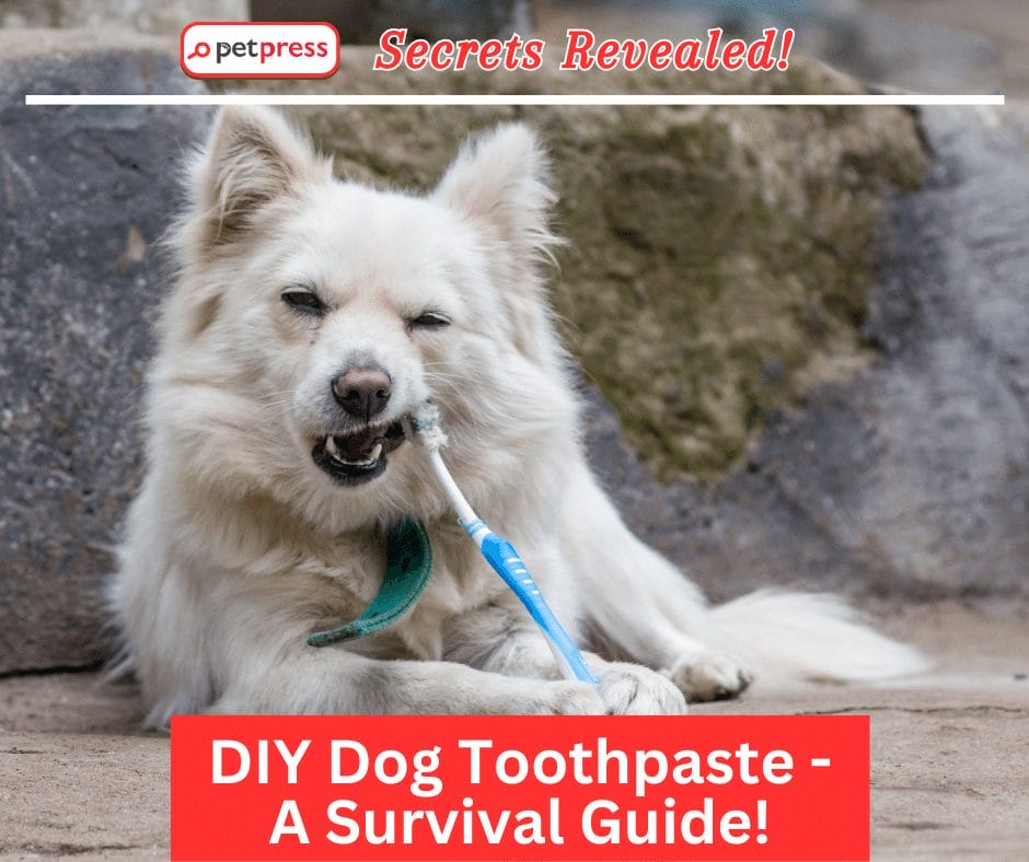 Secrets Revealed: DIY Dog Toothpaste - A Survival Guide! - PetPress