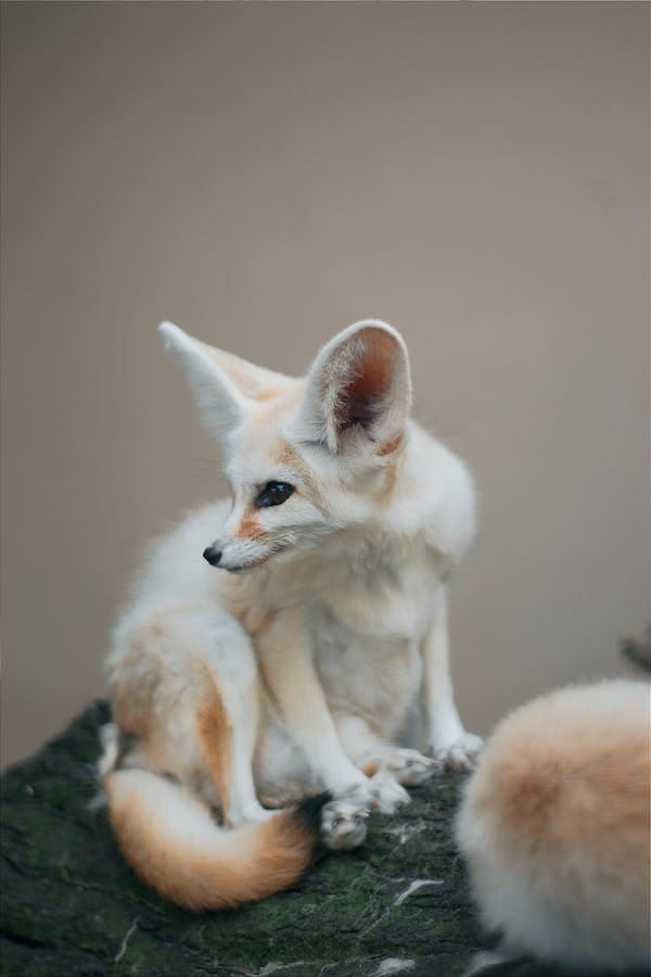 A Comprehensive Guide - 10 Different Types of Pet Foxes