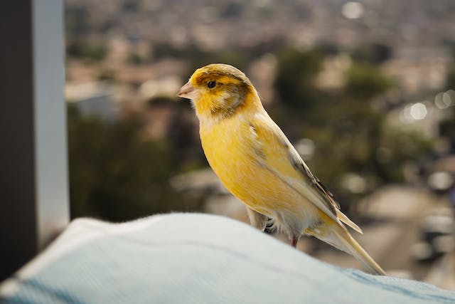 Top 10 Friendly Pet Bird Species for Every Personality