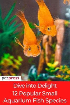 Dive into Delight: 12 Popular Small Aquarium Fish Species