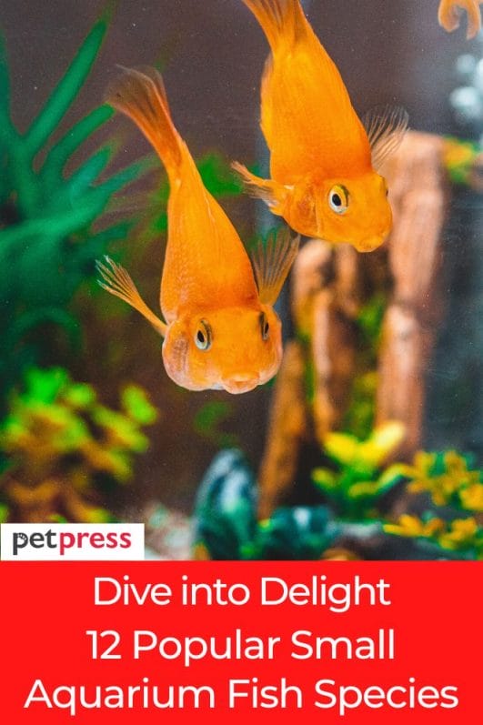 Dive into Delight: 12 Popular Small Aquarium Fish Species
