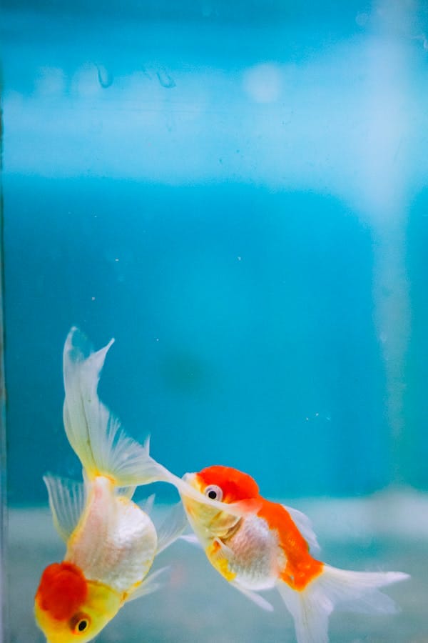 Dive into Delight: 12 Popular Small Aquarium Fish Species