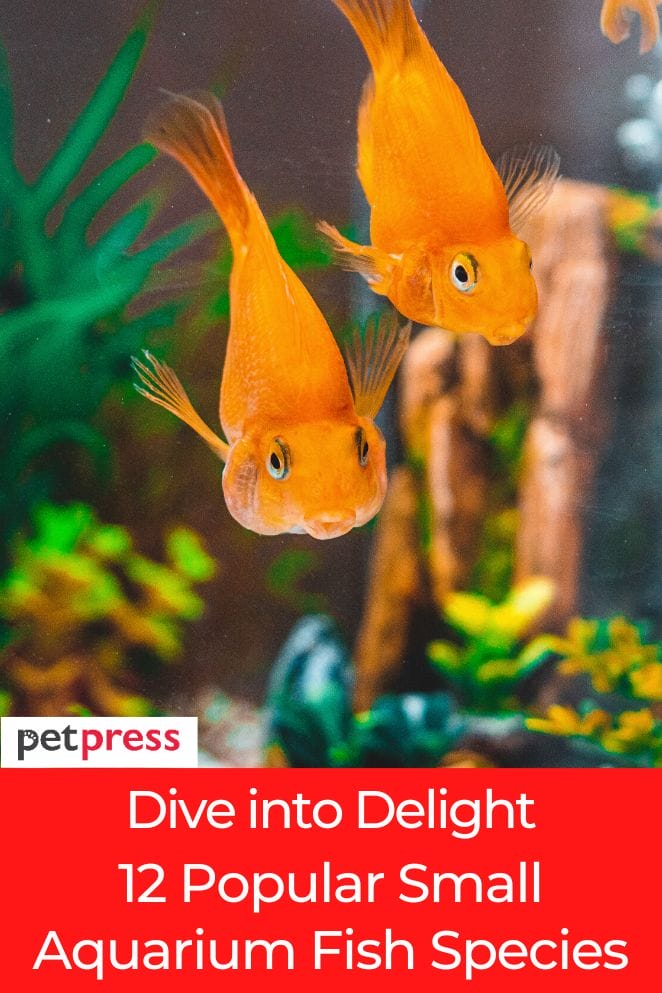 Dive into Delight: 12 Popular Small Aquarium Fish Species