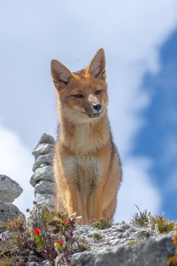 A Comprehensive Guide - 10 Different Types of Pet Foxes