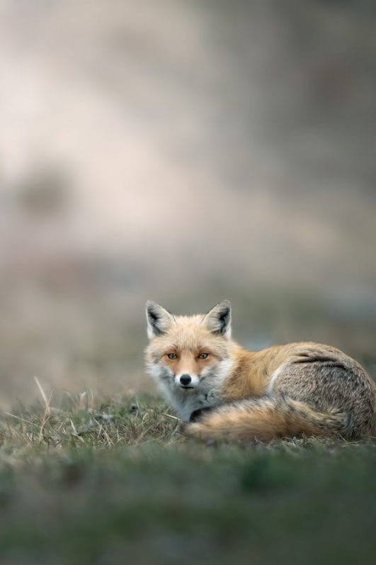 A Comprehensive Guide - 10 Different Types of Pet Foxes