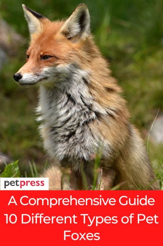 A Comprehensive Guide - 10 Different Types of Pet Foxes