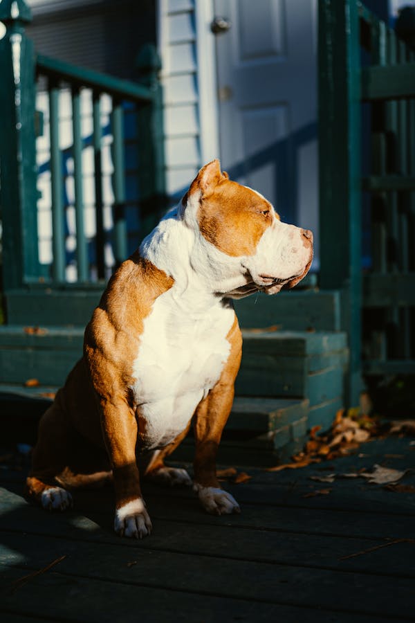 Exploring the Diversity: 5 Types of Pit Bull Dog Breeds