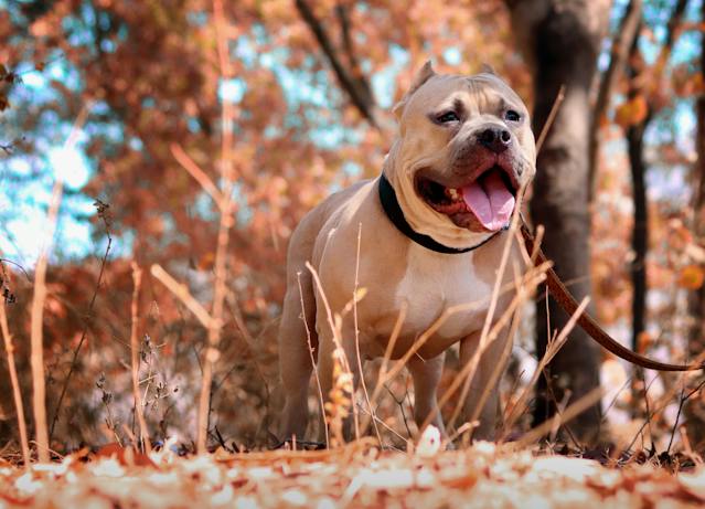Exploring the Diversity: 5 Types of Pit Bull Dog Breeds