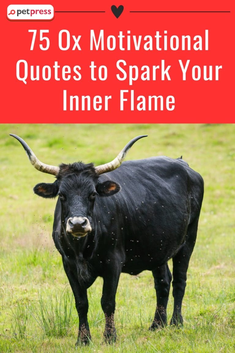 75 Ox Motivational Quotes to Spark Your Inner Flame - PetPress