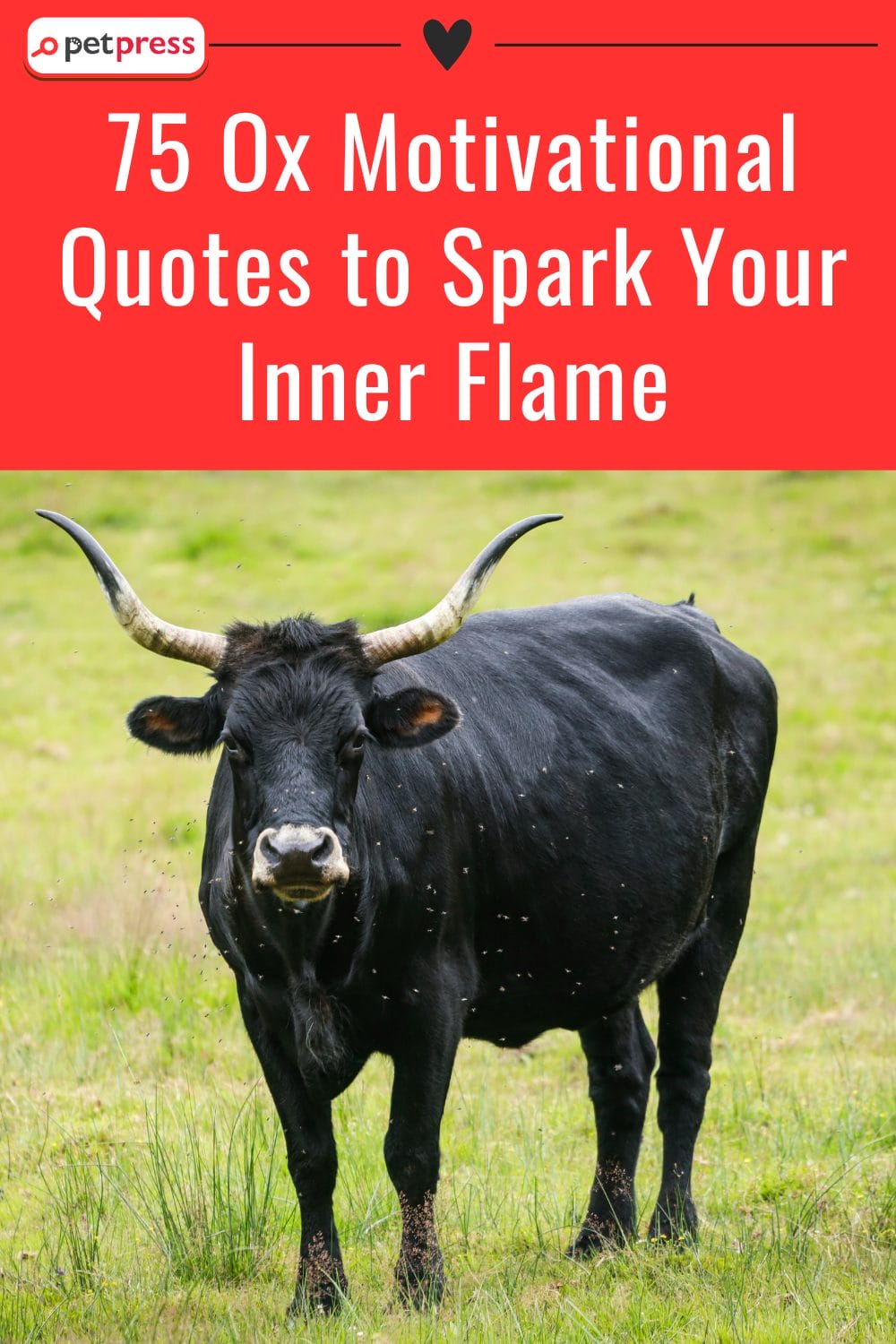 75 Ox Motivational Quotes to Spark Your Inner Flame - PetPress