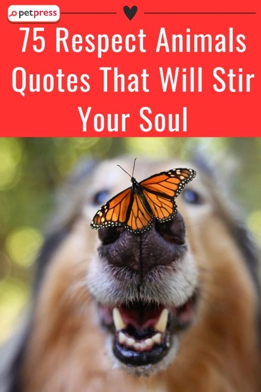 75 Respect Animals Quotes That Will Stir Your Soul - PetPress
