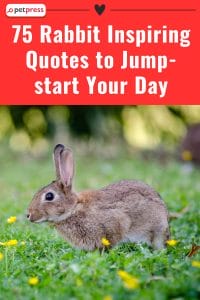 75 Rabbit Inspiring Quotes to Jump-start Your Day - PetPress