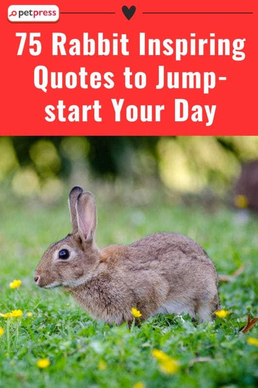 75 Rabbit Inspiring Quotes to Jump-start Your Day - PetPress
