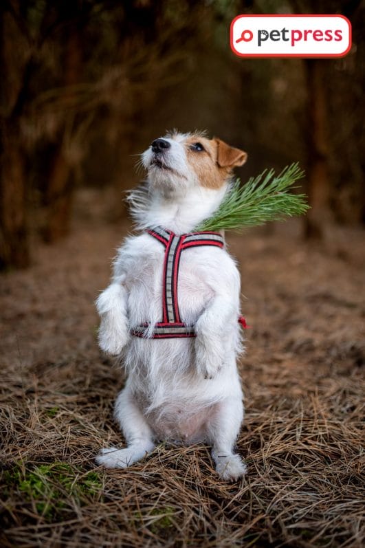 Quick DIY Dog Harness Rope Guide: Transform Your Walks! - PetPress