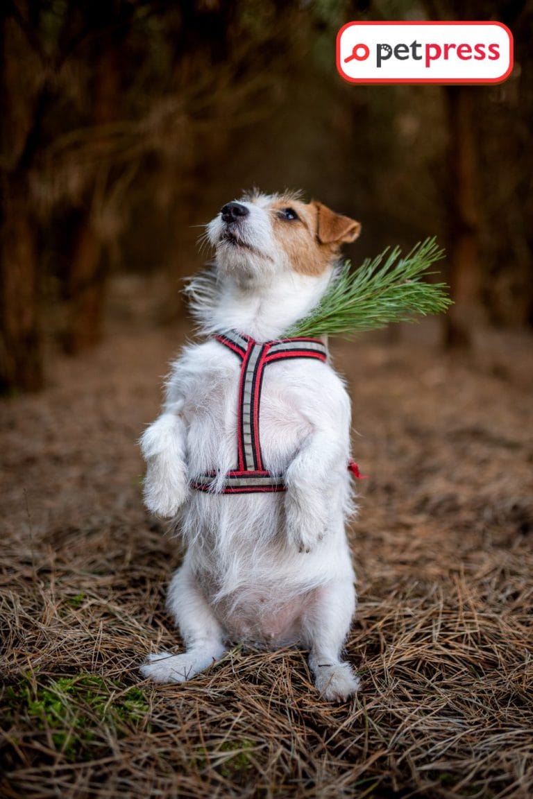 Quick DIY Dog Harness Rope Guide: Transform Your Walks! - PetPress