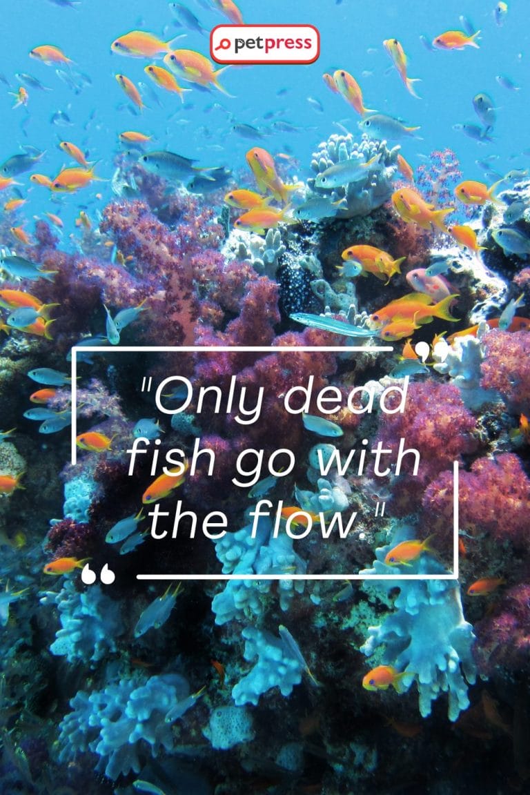 Catch the Best: 75 Must-Read Fish in the Sea Quotes - PetPress