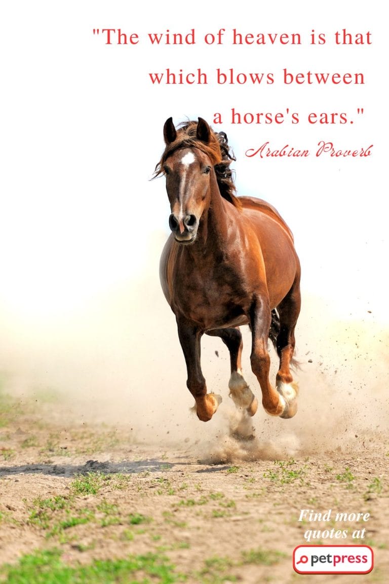50 Inspiring Horse Quotes to Find Your Inner Stallion - PetPress