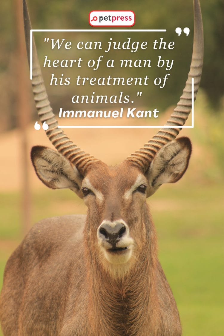 75 Respect Animals Quotes That Will Stir Your Soul - PetPress