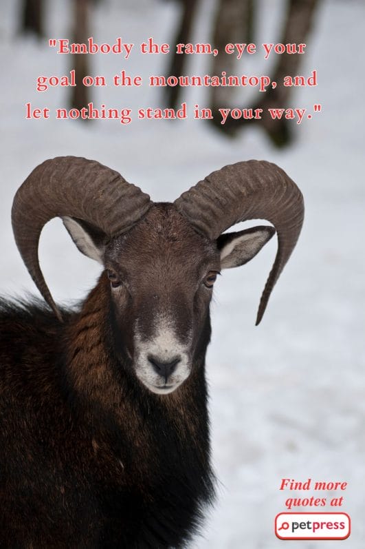 Discover Life's Wisdom: The Best Ram Quotes That Stir Your Soul! - PetPress