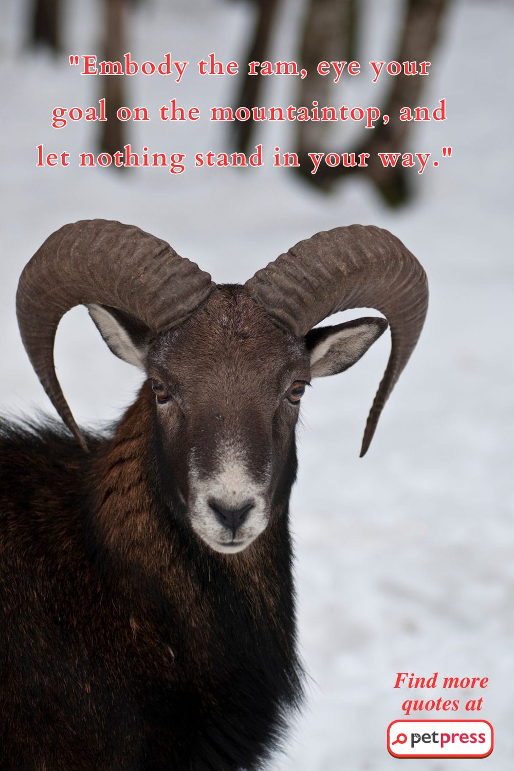 Discover Life's Wisdom: The Best Ram Quotes That Stir Your Soul! - PetPress