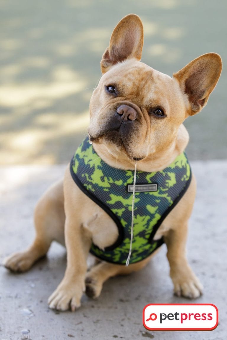 Quick DIY Dog Harness Rope Guide: Transform Your Walks! - PetPress