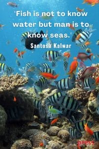 Catch the Best: 75 Must-Read Fish in the Sea Quotes - PetPress