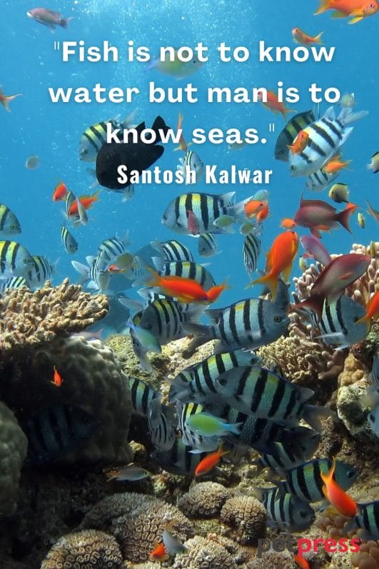 Catch the Best: 75 Must-Read Fish in the Sea Quotes - PetPress