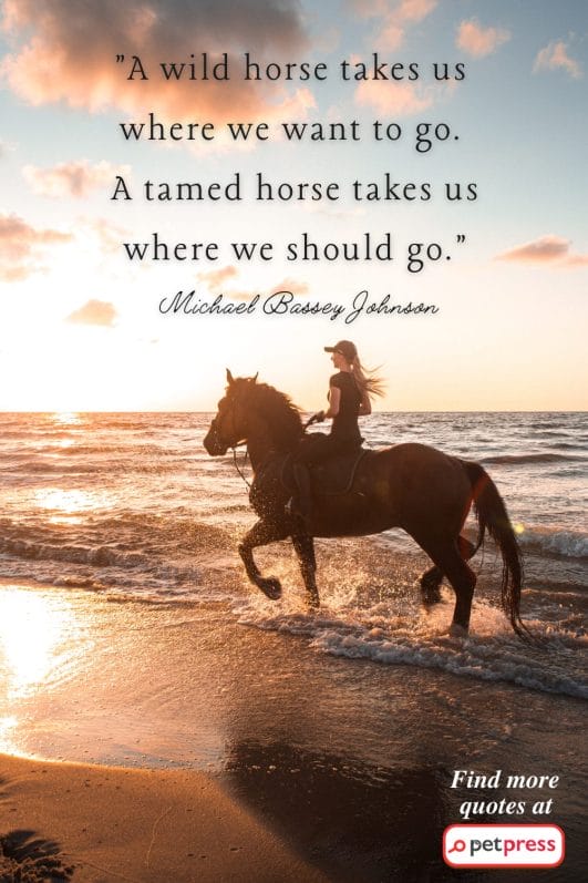 50 Inspiring Horse Quotes to Find Your Inner Stallion - PetPress