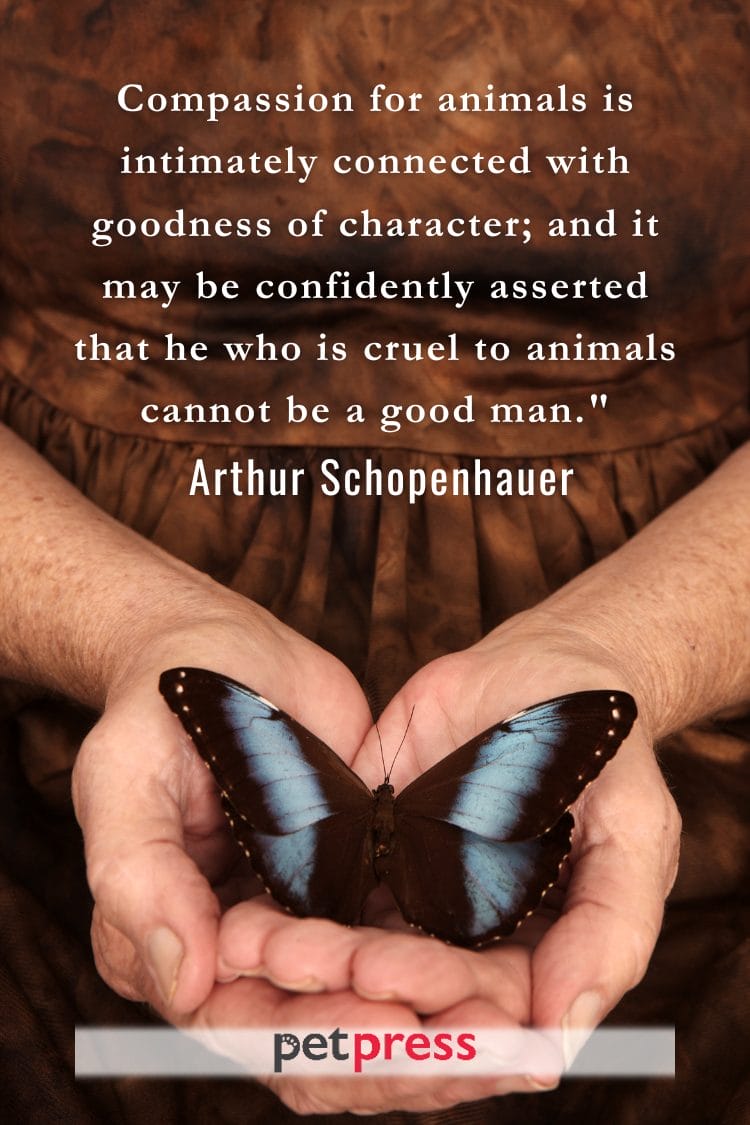 75 Respect Animals Quotes That Will Stir Your Soul - PetPress
