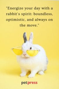 75 Rabbit Inspiring Quotes to Jump-start Your Day - PetPress