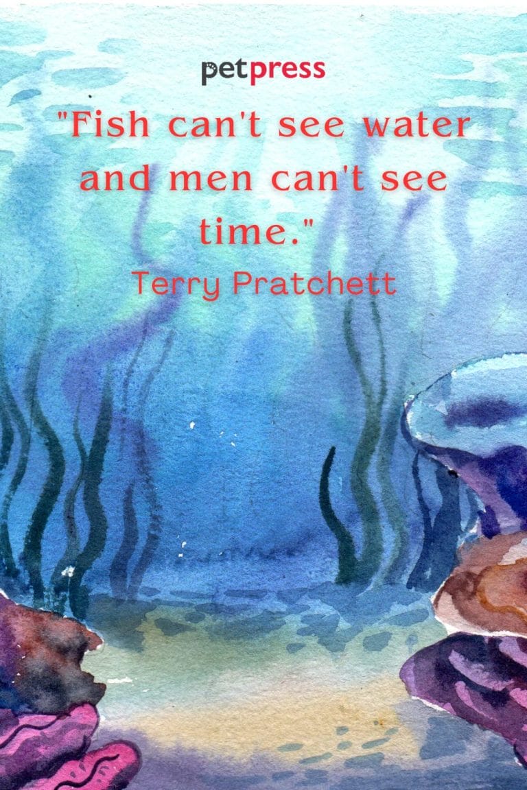 Catch the Best: 75 Must-Read Fish in the Sea Quotes - PetPress