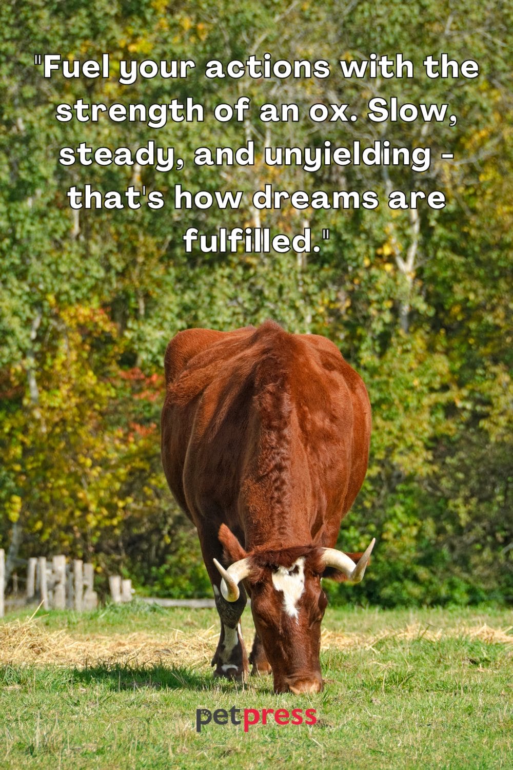 75 Ox Motivational Quotes to Spark Your Inner Flame - PetPress