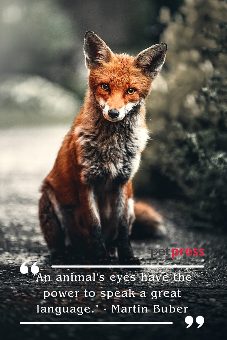 75 Respect Animals Quotes That Will Stir Your Soul - PetPress