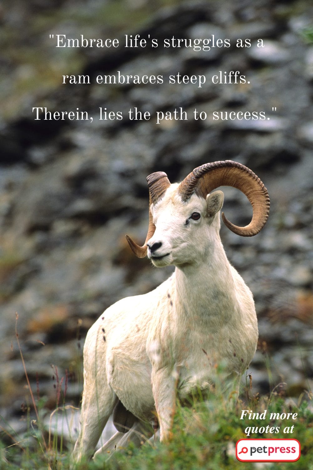 Discover Life's Wisdom: The Best Ram Quotes That Stir Your Soul! - PetPress