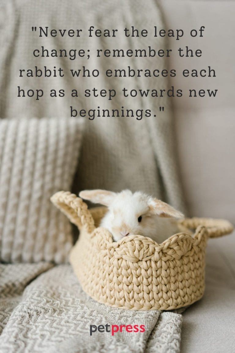 75 Rabbit Inspiring Quotes to Jump-start Your Day - PetPress