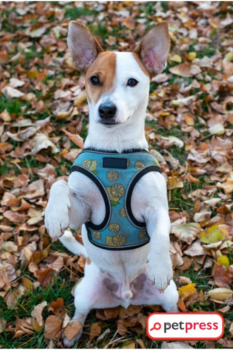 Quick DIY Dog Harness Rope Guide: Transform Your Walks! - PetPress