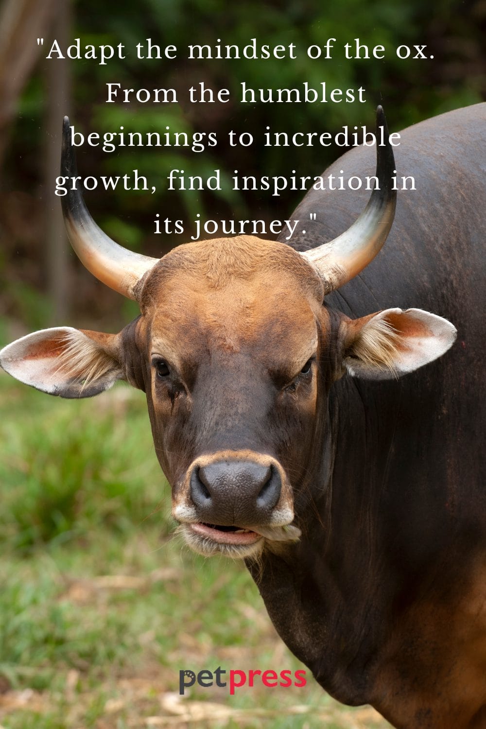 75 Ox Motivational Quotes to Spark Your Inner Flame - PetPress