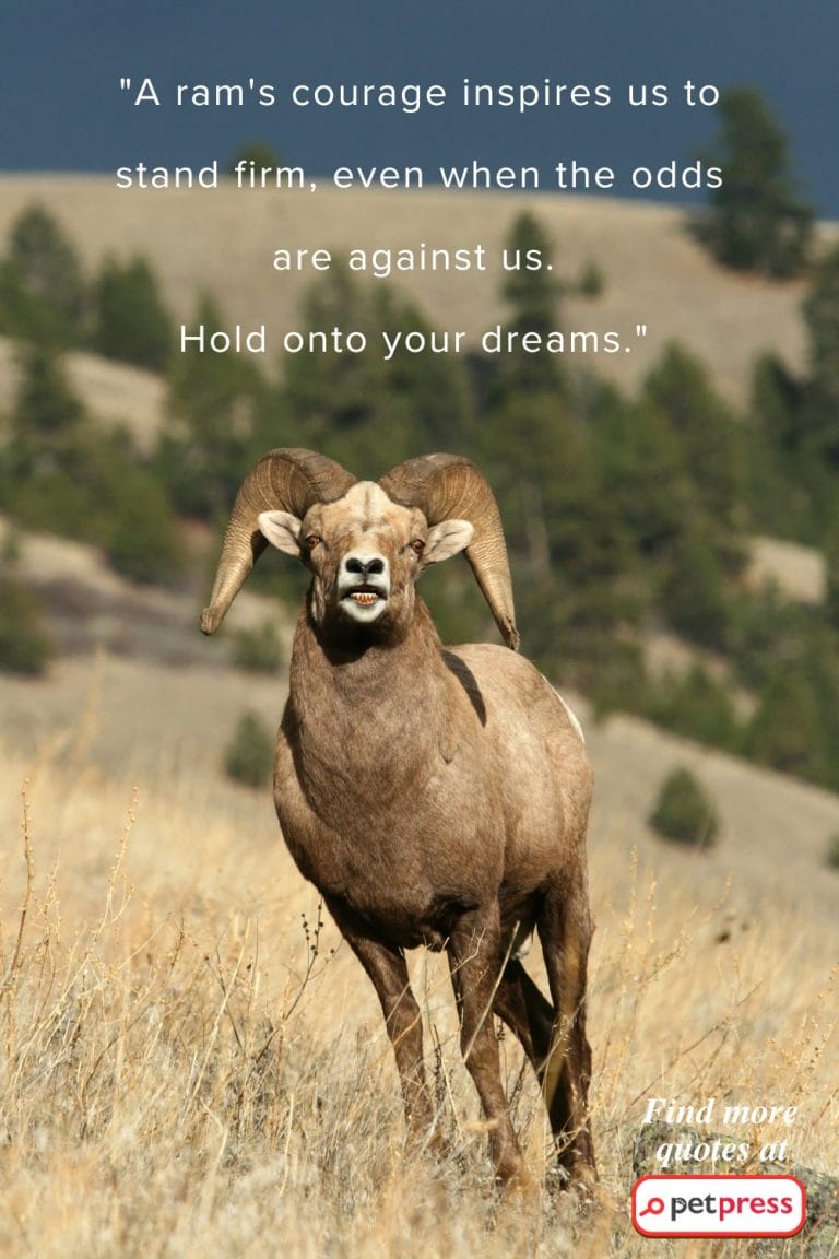 Discover Life's Wisdom: The Best Ram Quotes That Stir Your Soul! - PetPress