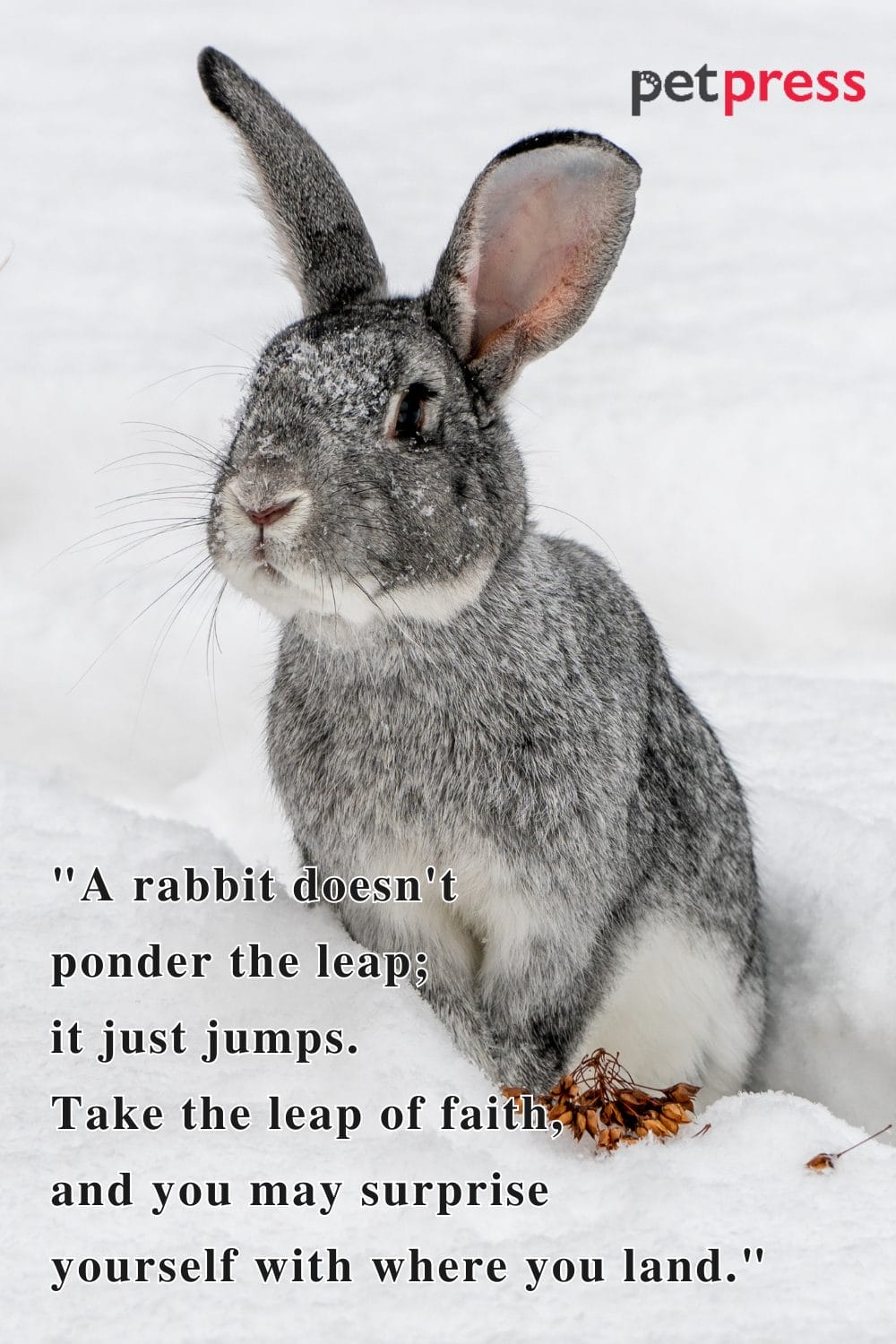 75 Rabbit Inspiring Quotes to Jump-start Your Day - PetPress