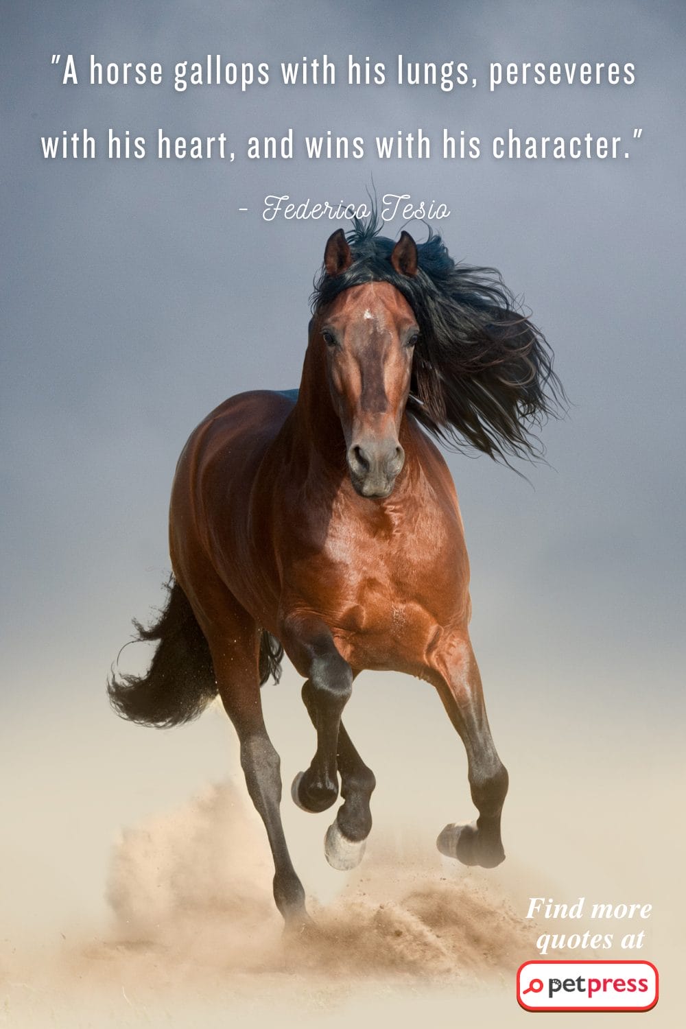 50 Inspiring Horse Quotes to Find Your Inner Stallion - PetPress