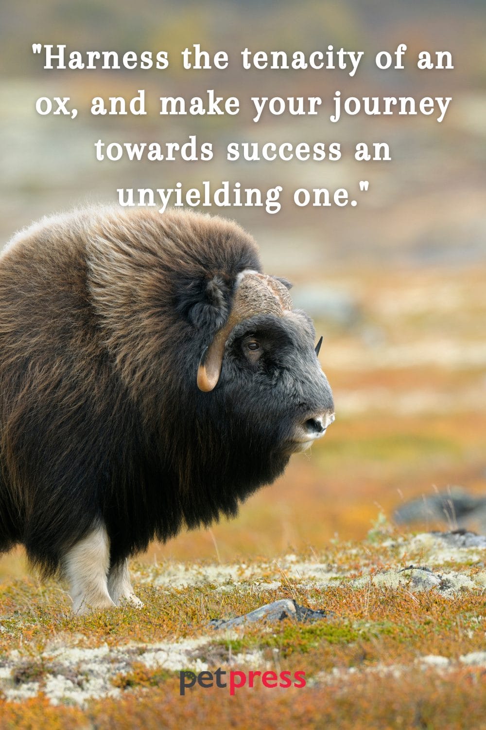 75 Ox Motivational Quotes to Spark Your Inner Flame - PetPress