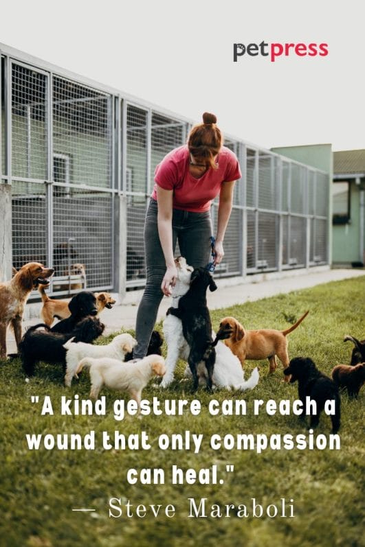 75 Respect Animals Quotes That Will Stir Your Soul - PetPress