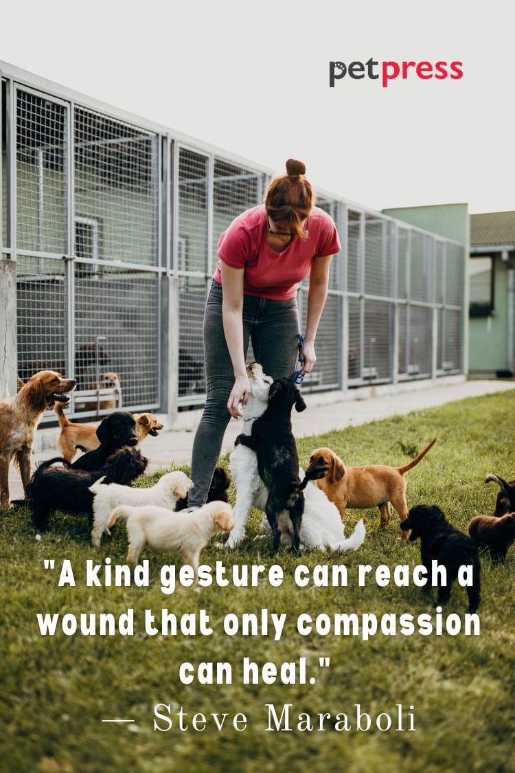 75 Respect Animals Quotes That Will Stir Your Soul - PetPress