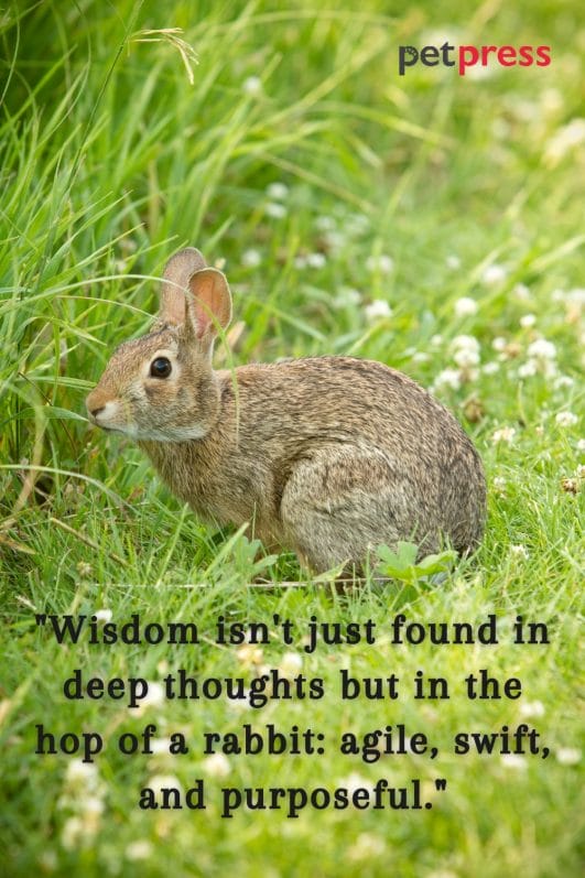 75 Rabbit Inspiring Quotes to Jump-start Your Day - PetPress