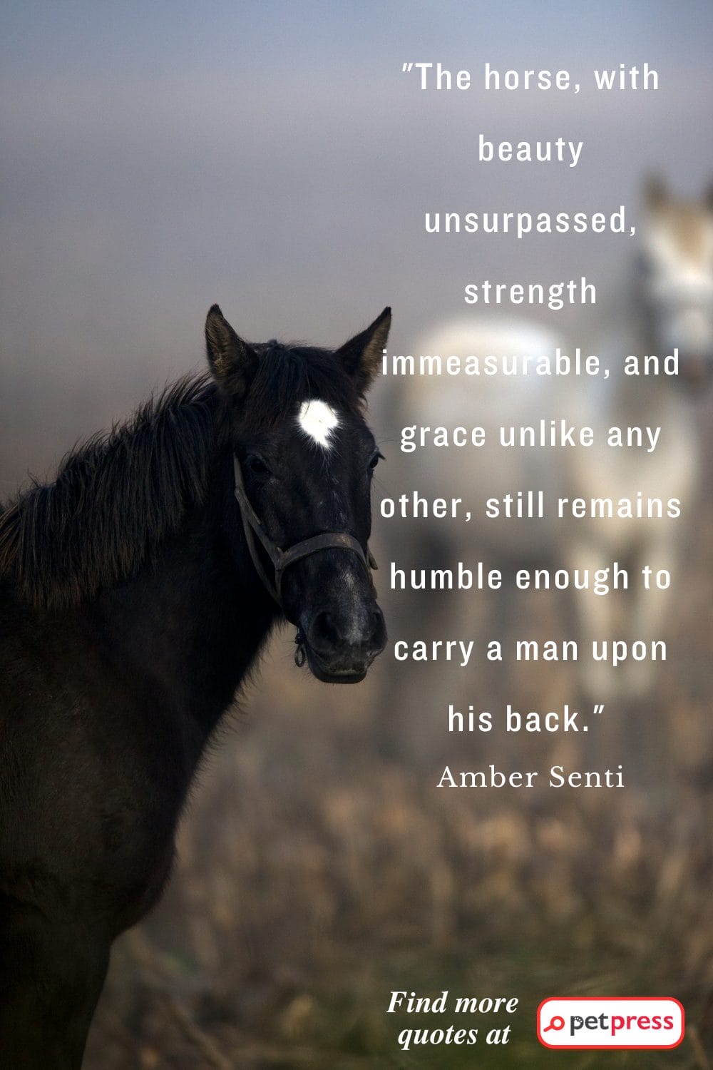 50 Inspiring Horse Quotes to Find Your Inner Stallion - PetPress