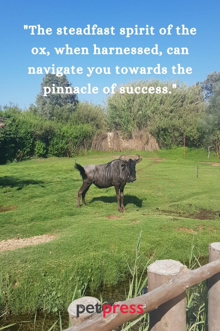 75 Ox Motivational Quotes to Spark Your Inner Flame - PetPress