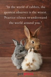 75 Rabbit Inspiring Quotes to Jump-start Your Day - PetPress