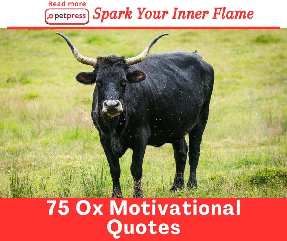 75 Ox Motivational Quotes to Spark Your Inner Flame - PetPress