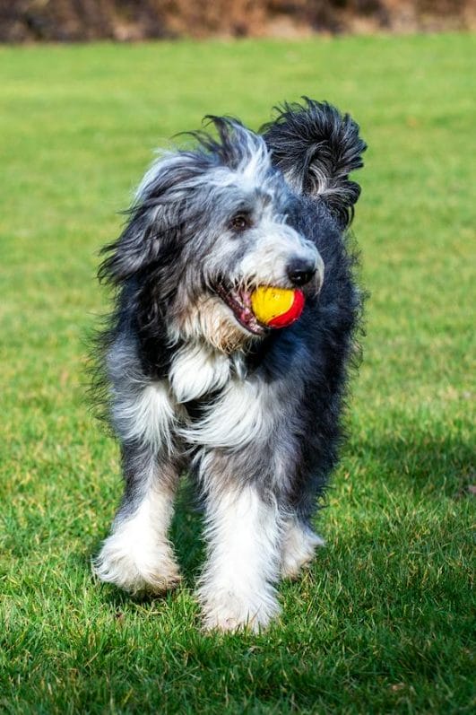 Shades of Blue: Exploring 20 Unique Blue Dog Breeds