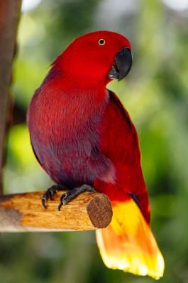 Vibrant Feathers: Top 8 Colorful Parrot Species
